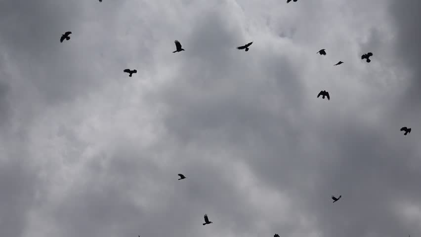 Crows Flying Stock Footage Video | Shutterstock