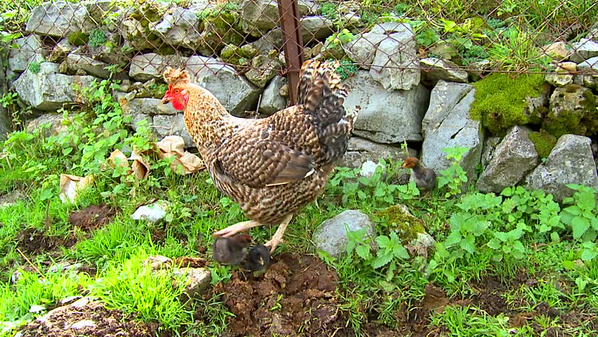 Hen and Chicks Running On Stock Footage Video (100% Royalty-free ...