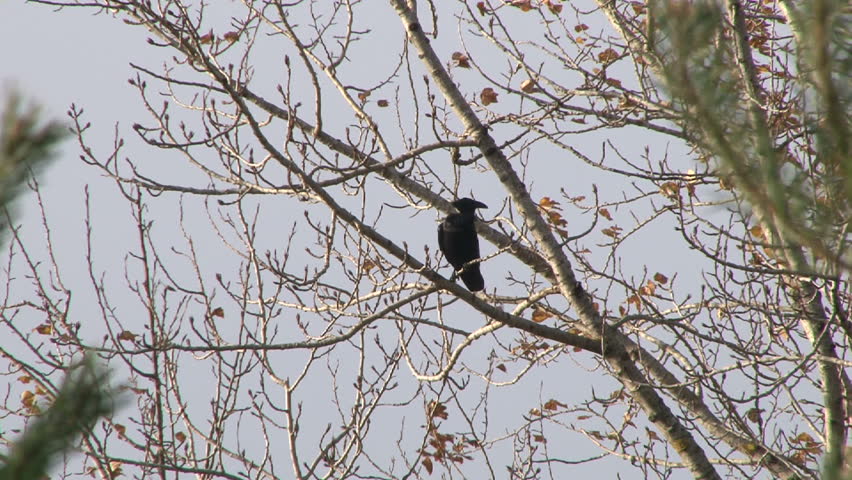 One Crow Cawing from Tree Stock Footage Video (100% Royalty-free ...