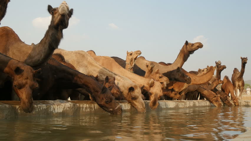 A Large Herd Of Camels Drink Water From A Water Reservoir In The ...