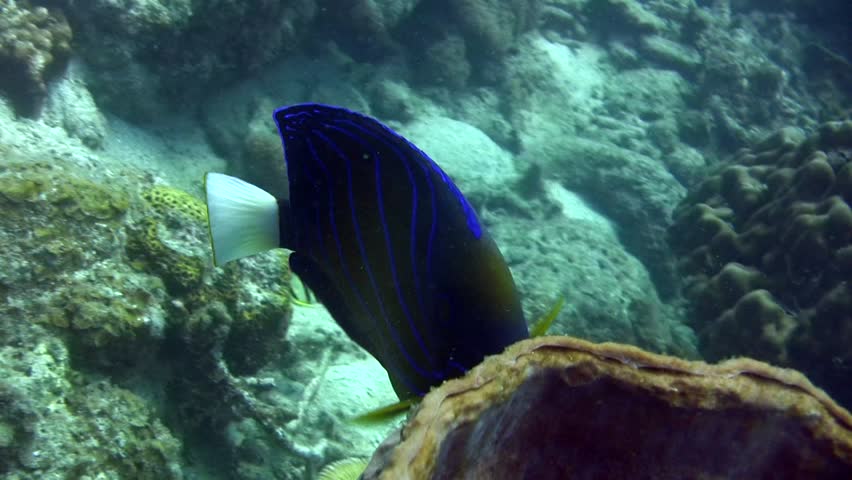 Blue-ringed Angelfish (pomacanthus Annularis) Eating Stock Footage ...