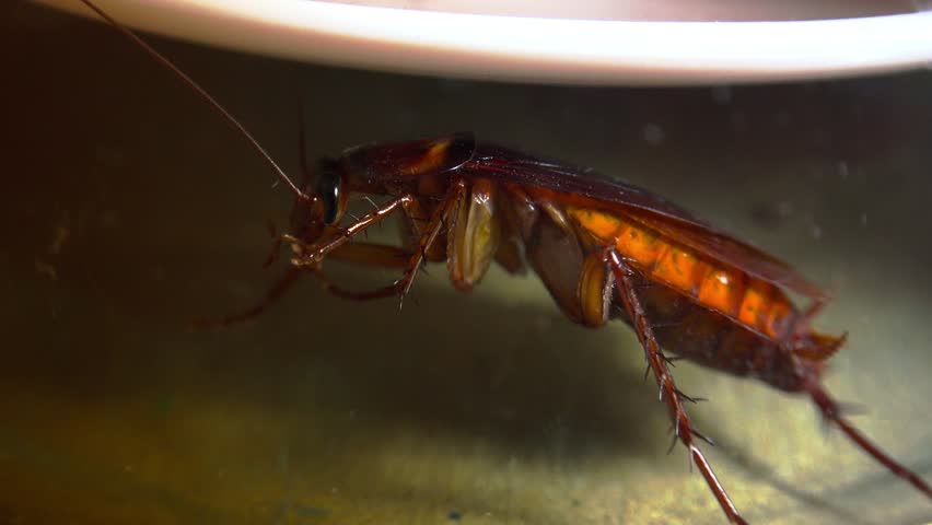 American Cockroaches. Periplaneta Americana. The Cockroach Made Many ...