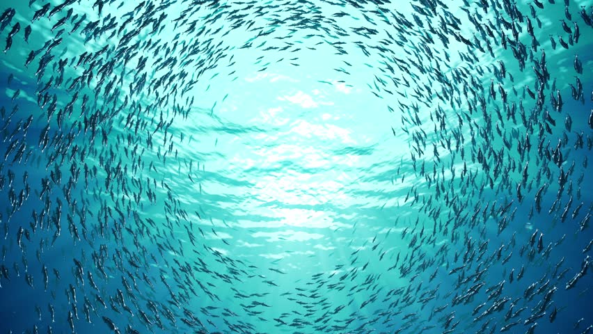 School Of Fish Striped Rasbora (Rasbora Daniconius) And School Of Fish ...
