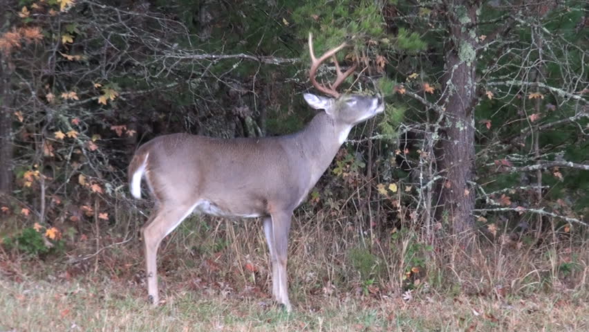 Whitetail Buck Demonstrating Rut Behavior Stock Footage Video (100% ...