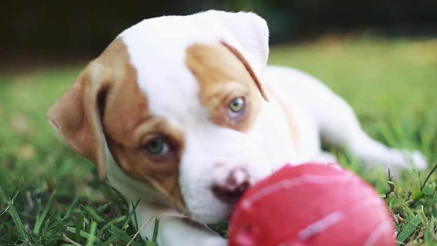 Great Close-Up Shot Of An American Bulldog Puppy With Green Eyes Biting ...
