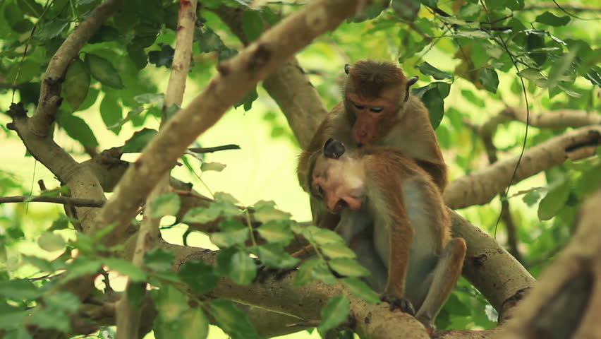 Wild Monkey In India. Family Of Monkeys Daily Activities. Sitting High ...