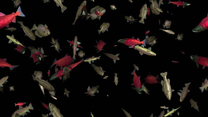 Multiple Fish Rotating, Seamless Looping Video de stock (totalmente ...