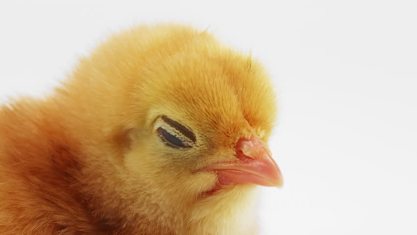 Baby Chick Chirping On A White Background Stock Footage Video 9976559 ...